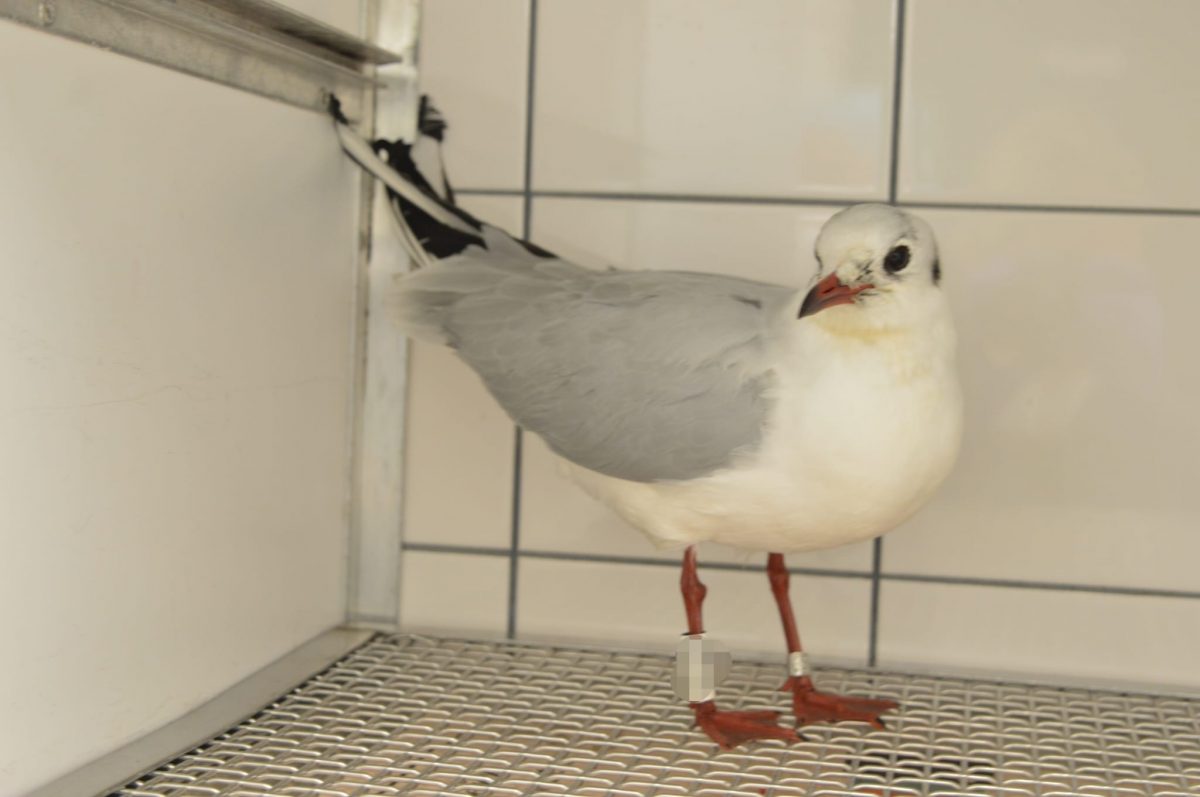 Kokmeeuwen met vogelgriep - Vogelklas Karel Schot